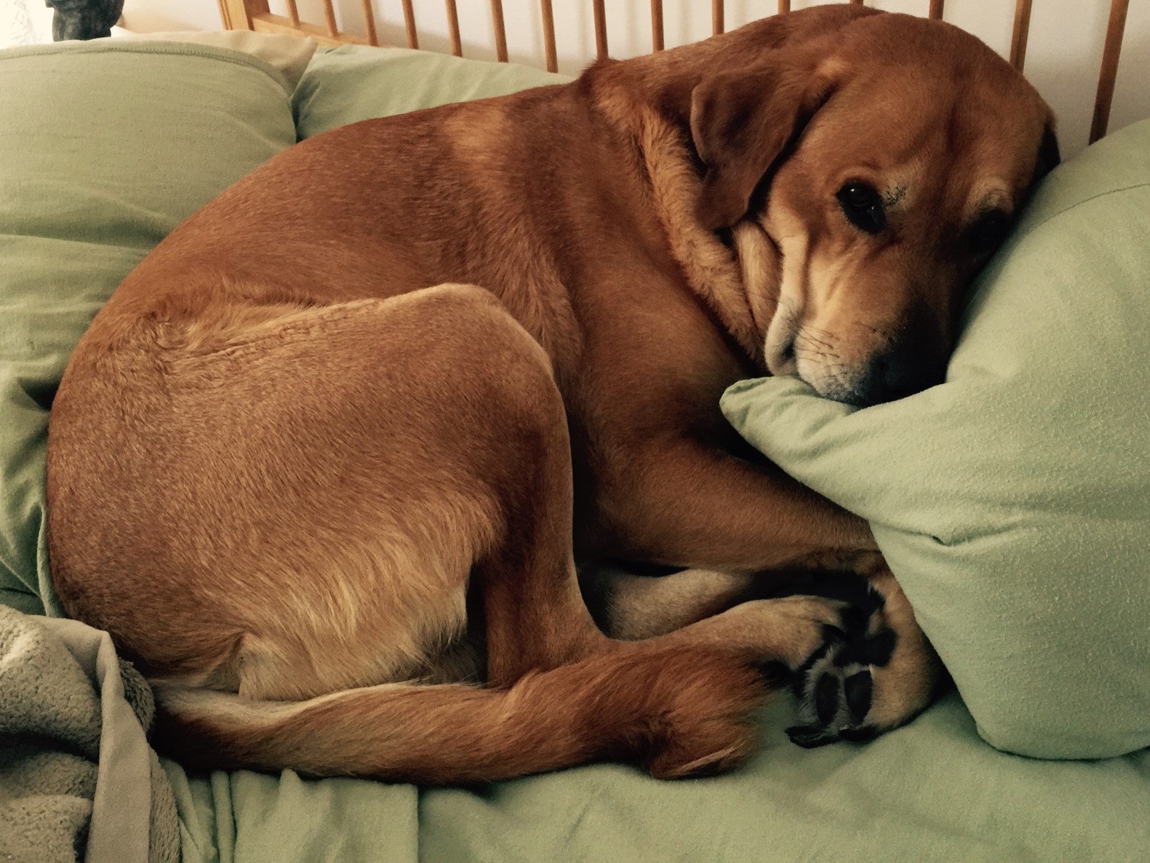 Fur Ever Homes Animal Rescue & Sanctuary of Maryland, Inc.